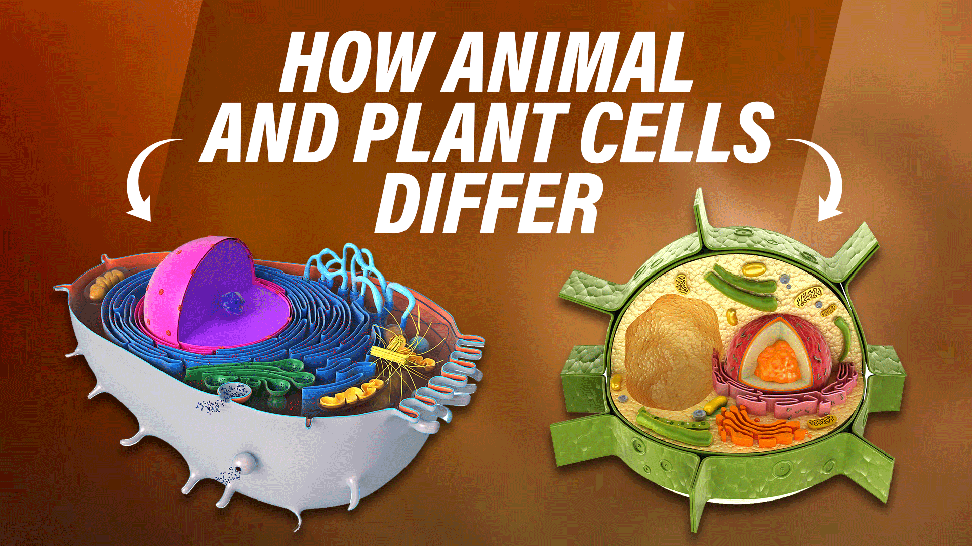 Cell: Structure and Functions Videos & Resources | ClickView
