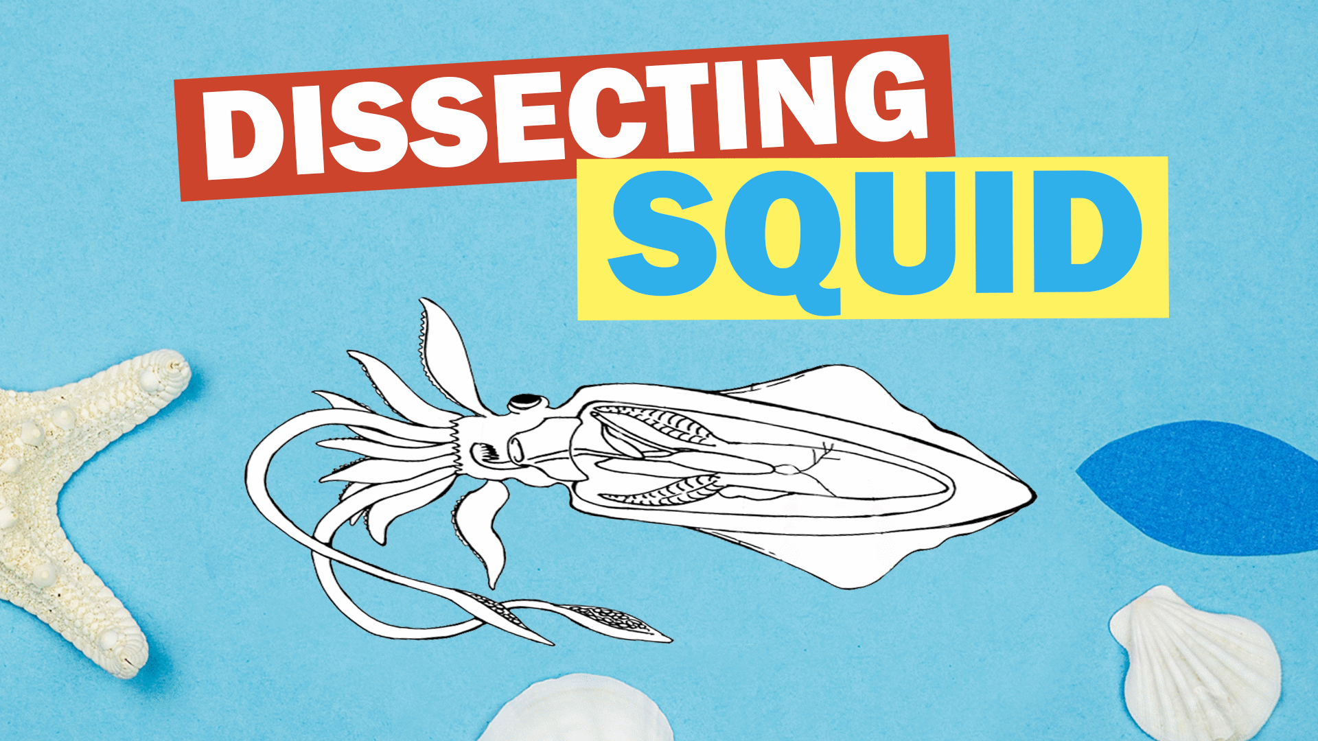 Dissections for the Science Classroom | ClickView