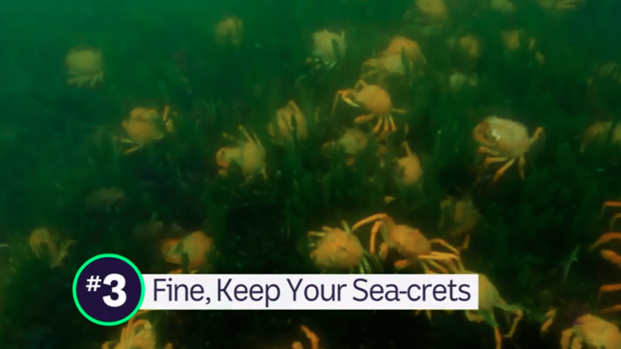 Spider Crab Invasion - And finally, to the wa... - ClickView