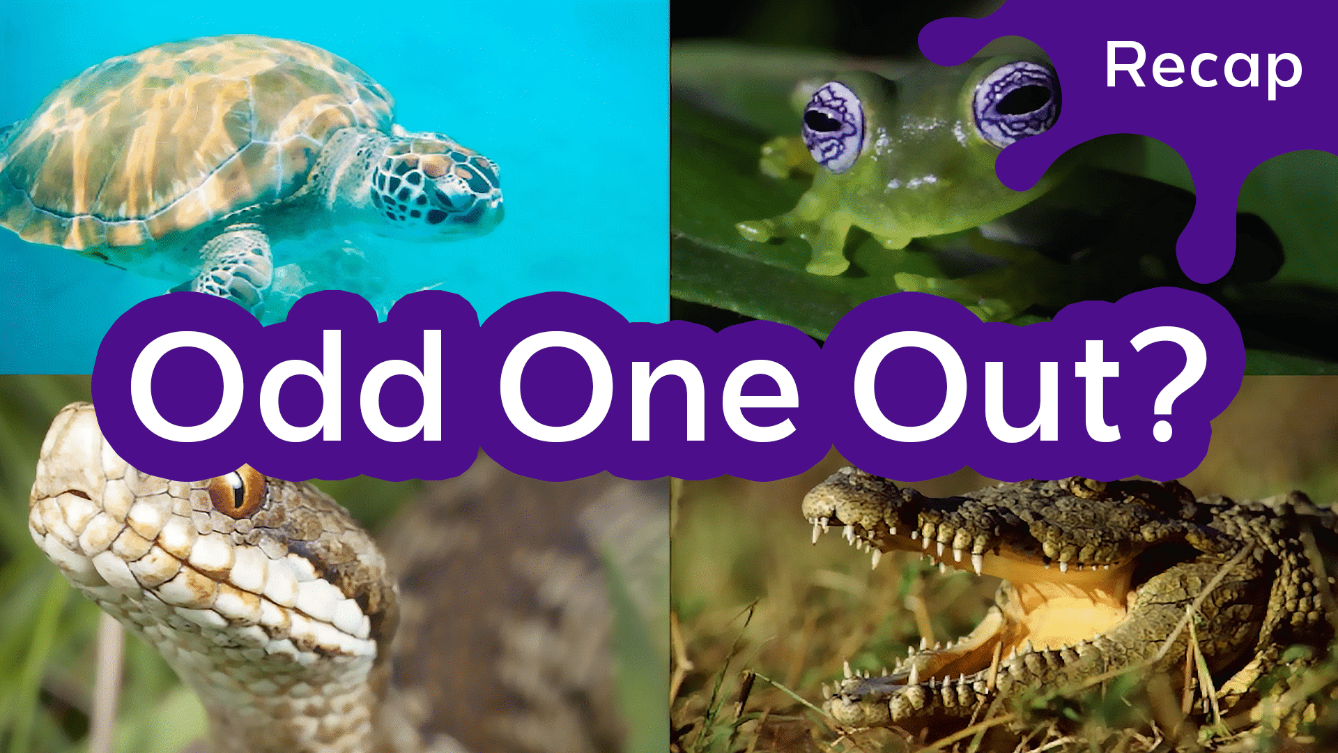 Variation and Classification | ClickView