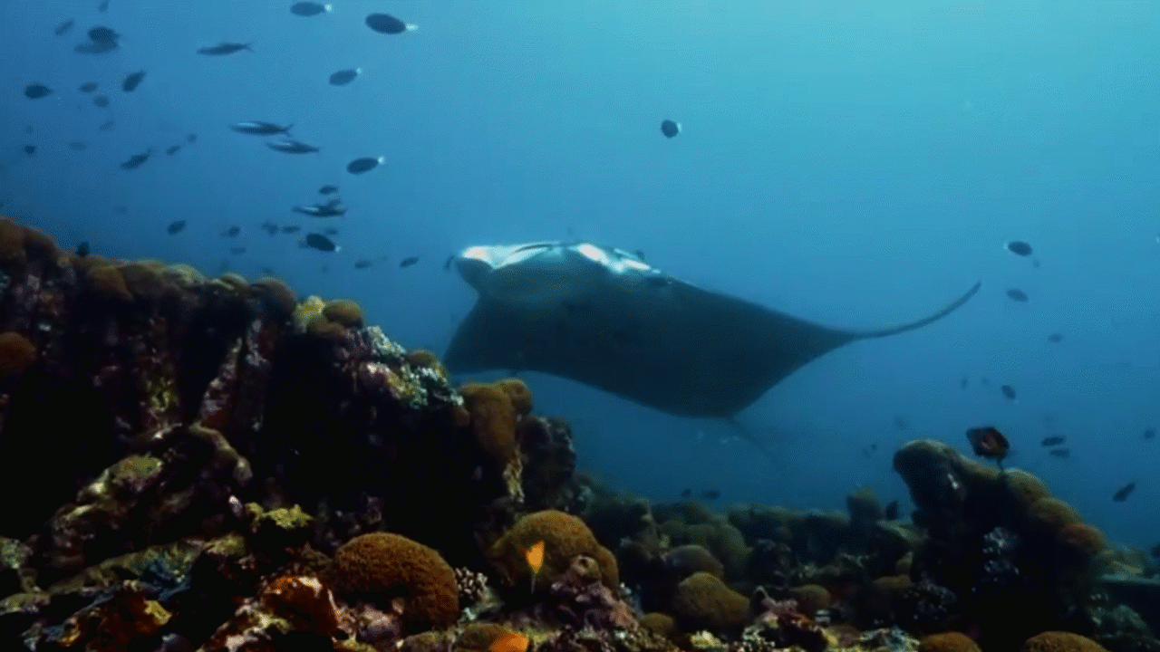 Reef Police - The Reefies join Faye, the Chie... - ClickView