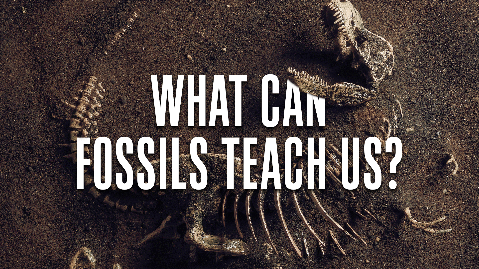 Primary Videos, Resources & Worksheets | ClickView