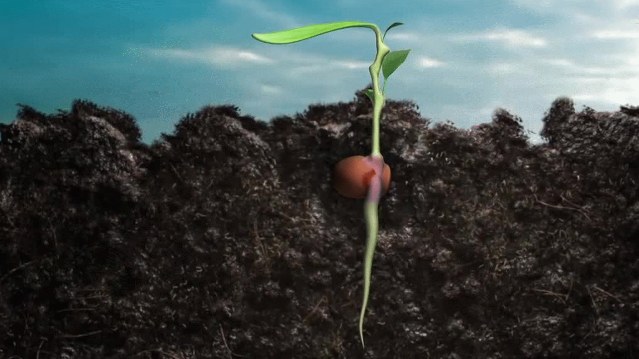 Understanding Life Systems: Growth and Changes in Plants | ClickView