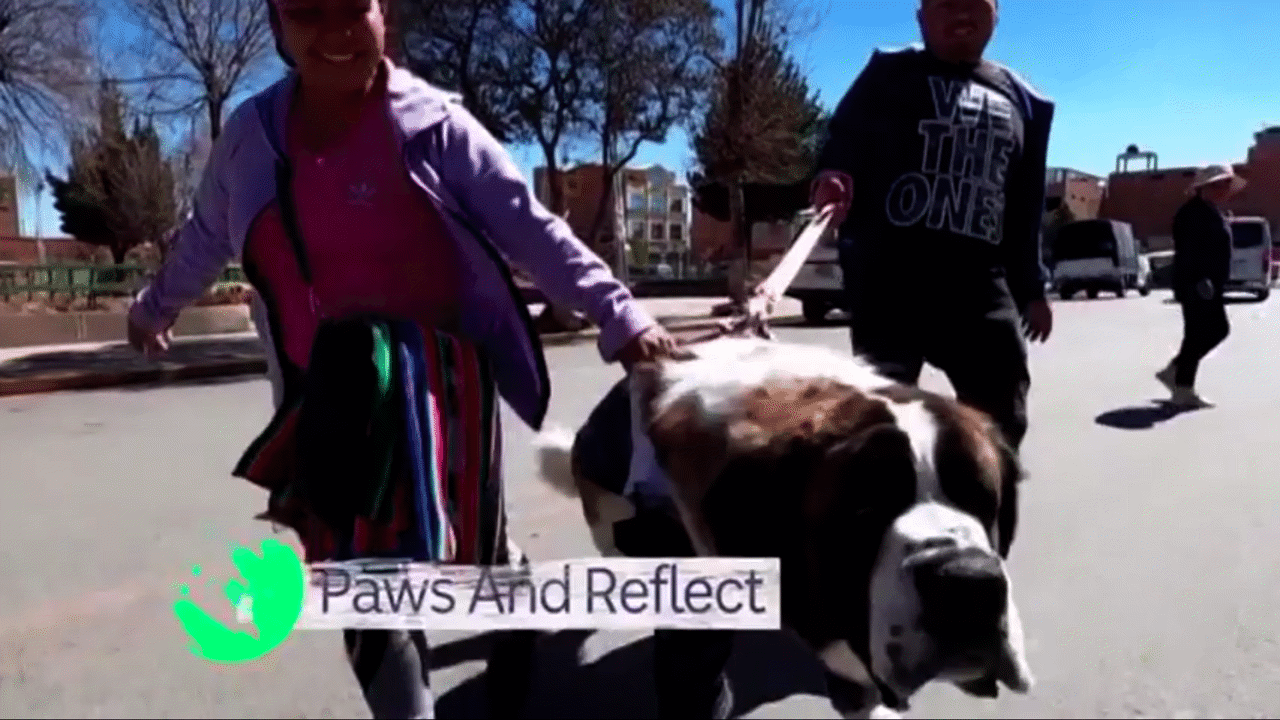 Bolivia Dog Blessings - First up to Bolivia.... - ClickView