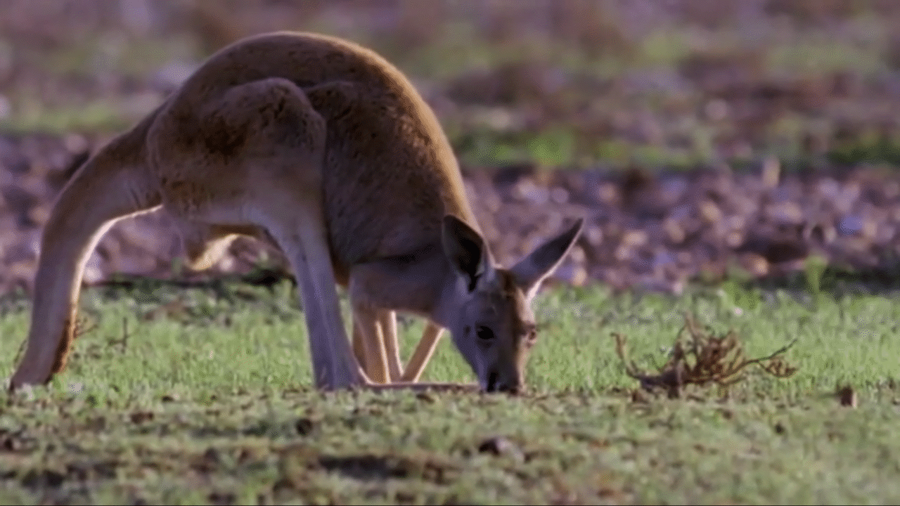 Our Animals Videos & Resources | ClickView