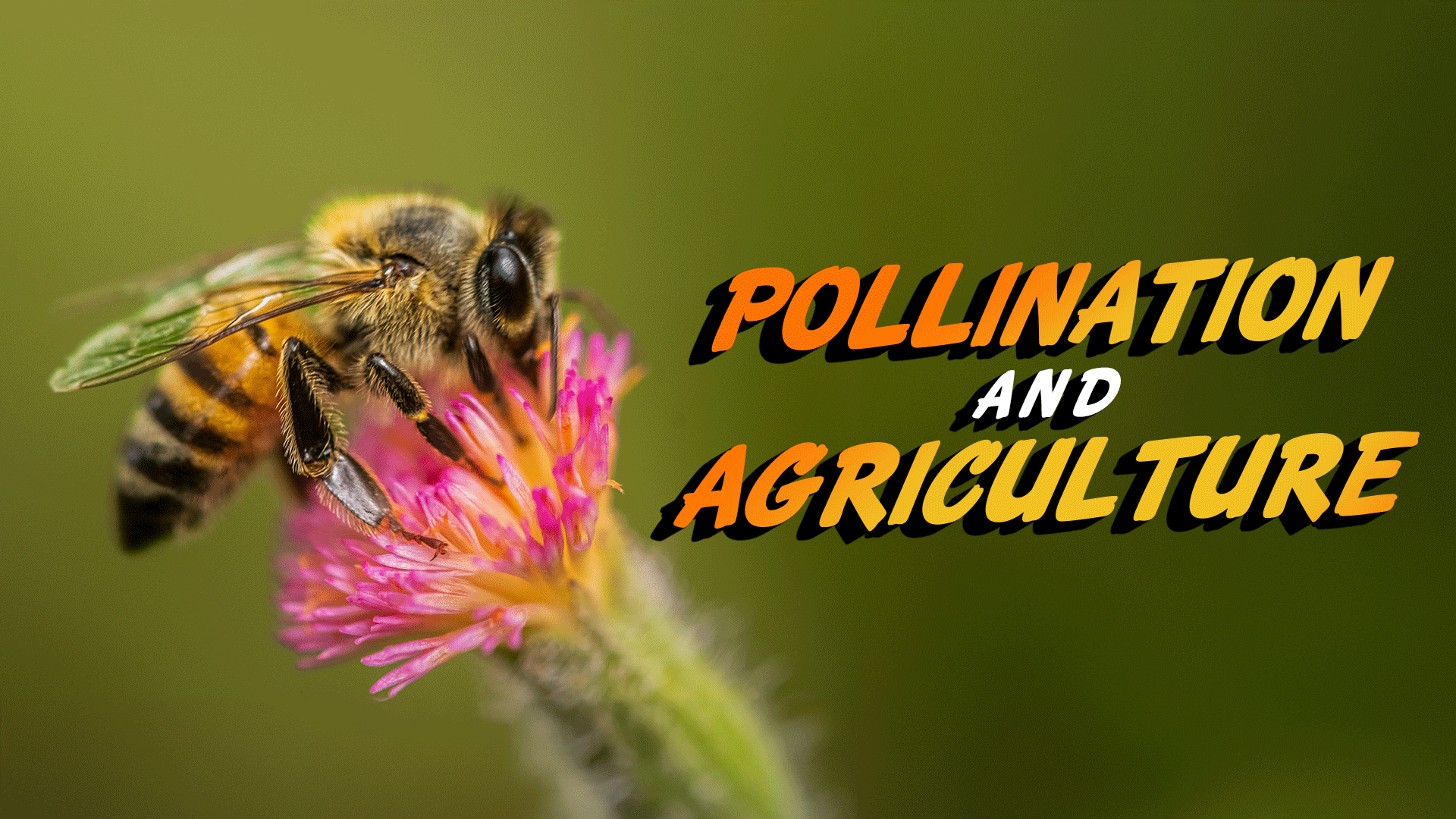 The Buzz on Pollination: How Honey Bees Power Agriculture | ClickView