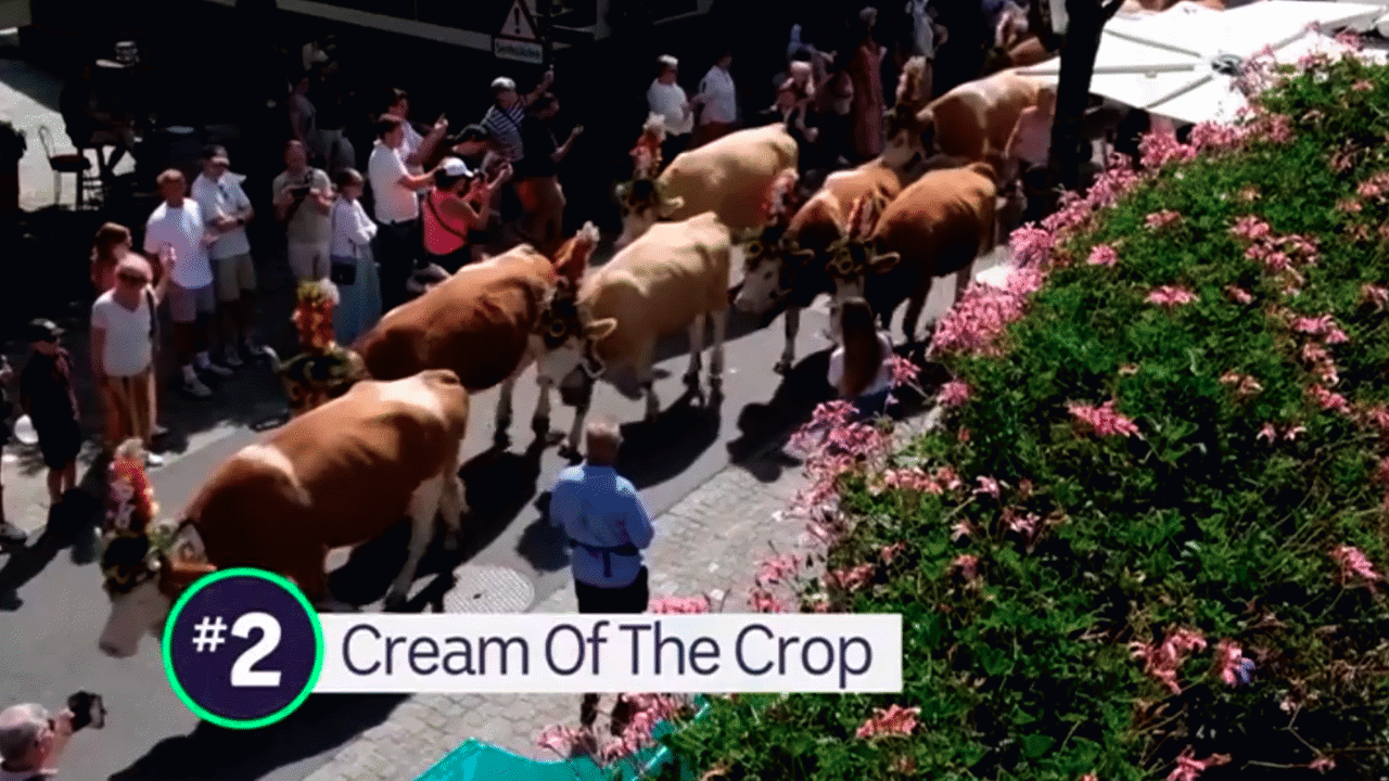 Cow Festival - Now it's time to get a moo-ve... - ClickView