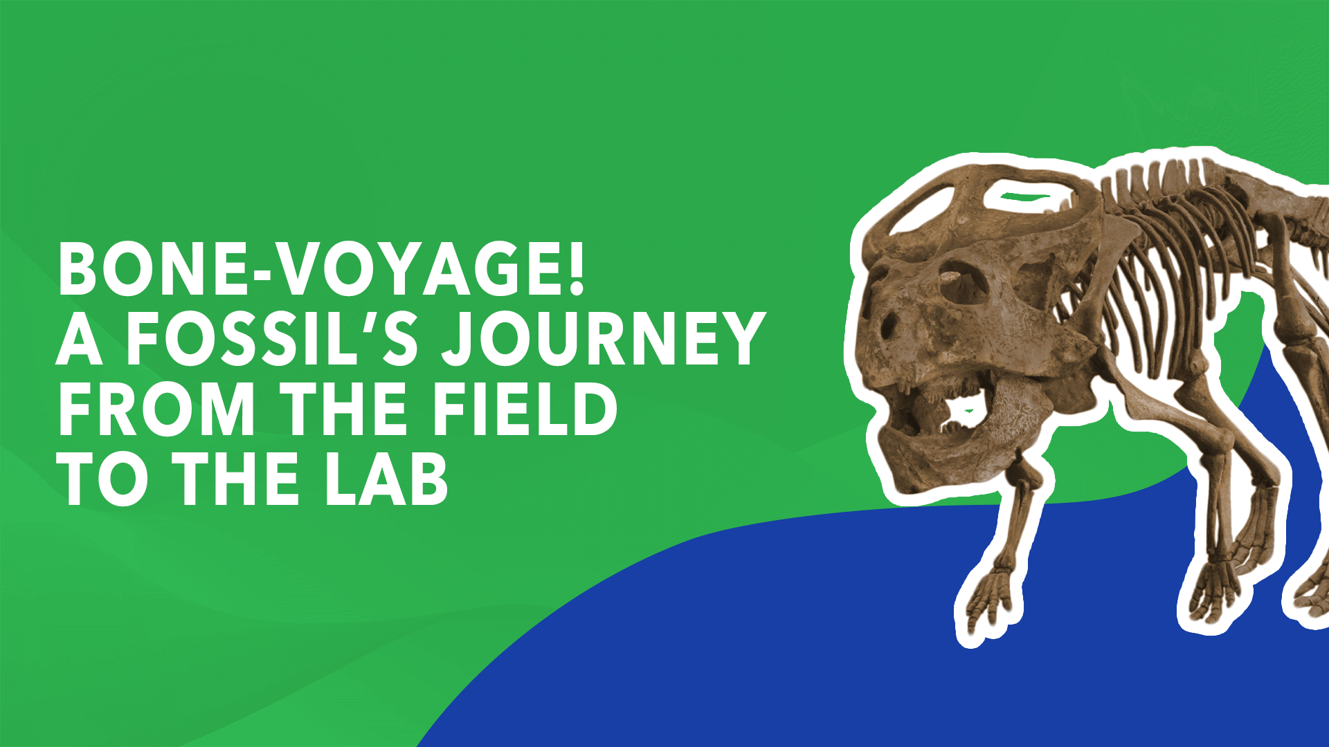 Bone-voyage! A Fossil’s Journey from the Field to the Lab | Streamable ...