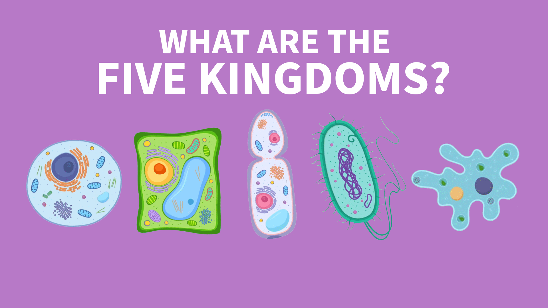 The Five Kingdoms Video & Resources | ClickView