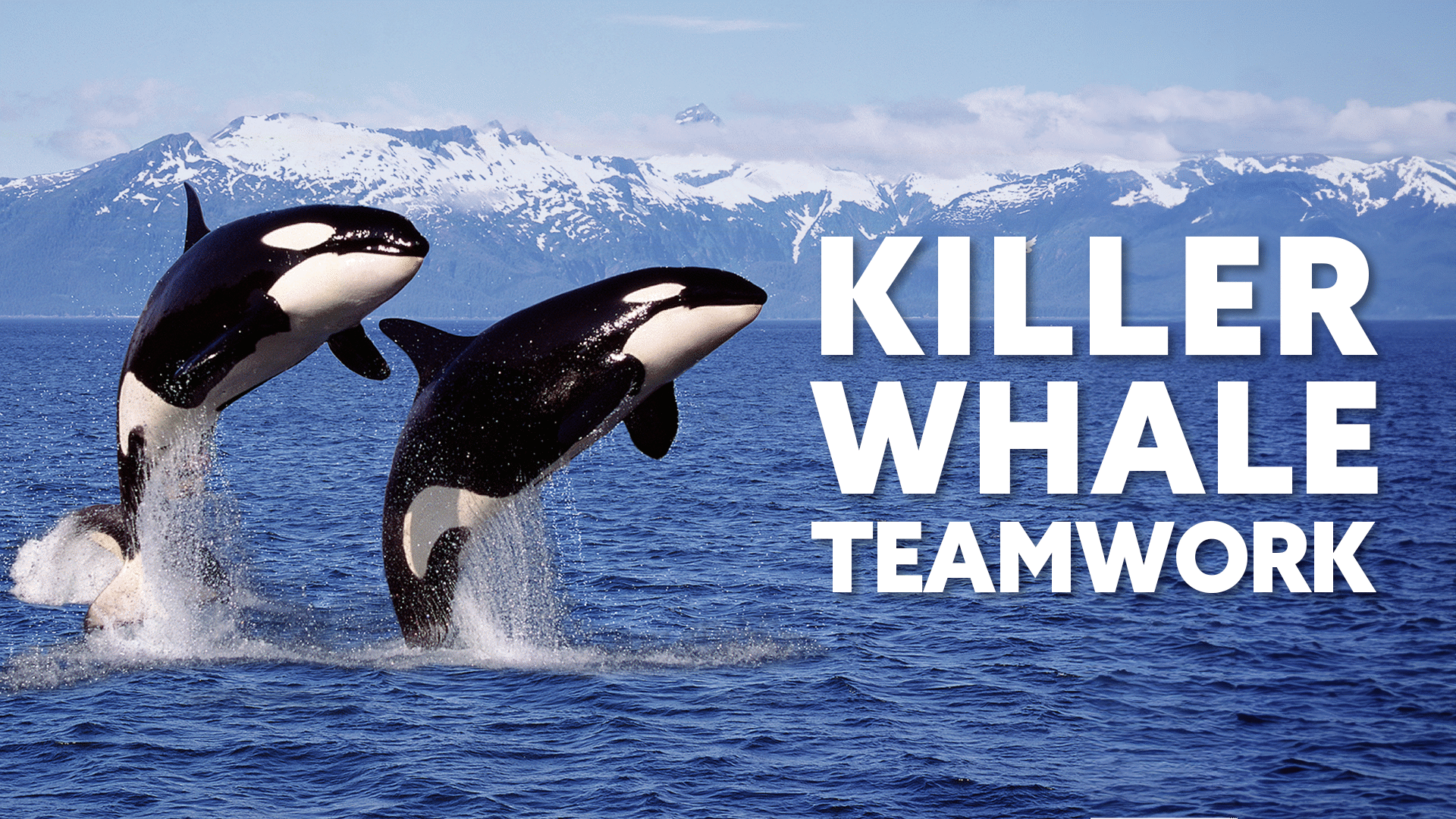 Frozen Planet: Spring (Clips) Videos & Resources | ClickView