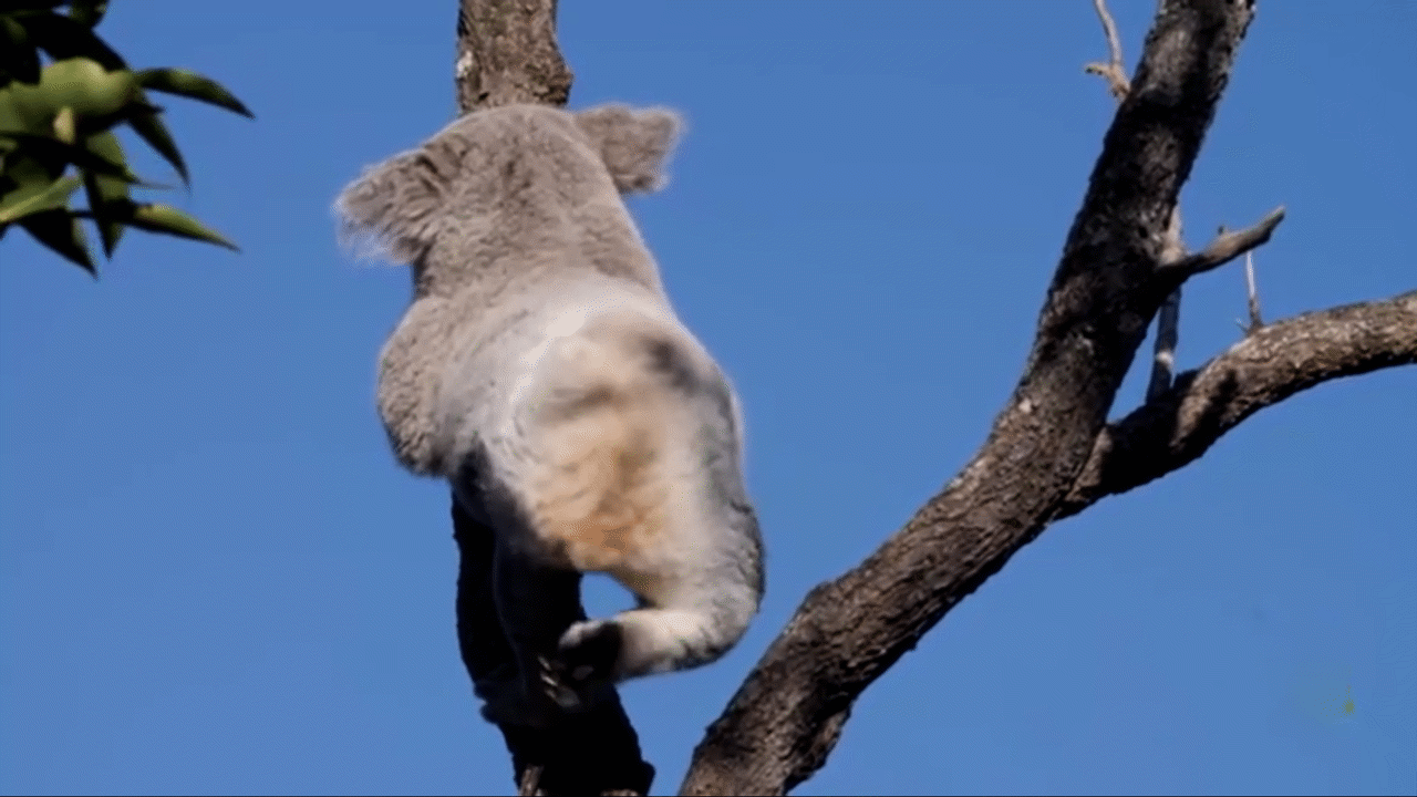 Our Animals Videos & Resources | ClickView