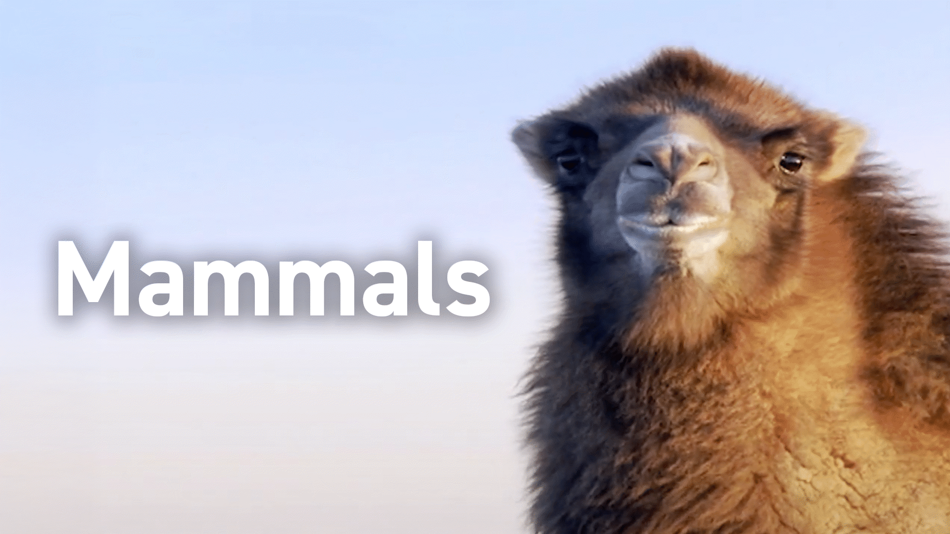 What Is a Mammal? Video & Resources | ClickView