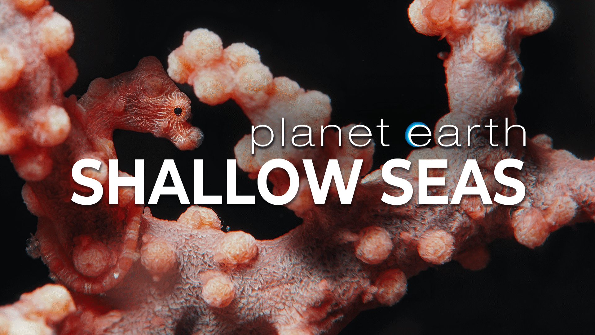 Shallow Seas Video & Resources | ClickView
