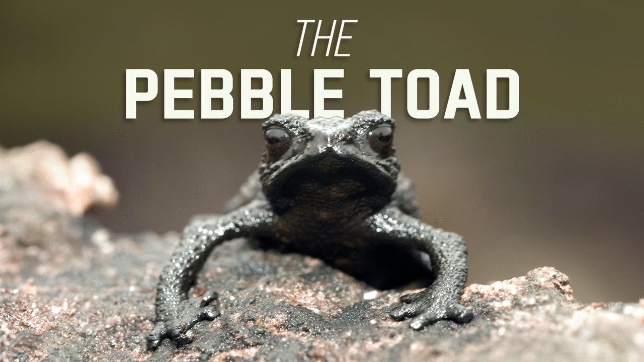 Reptiles and Amphibians | ClickView