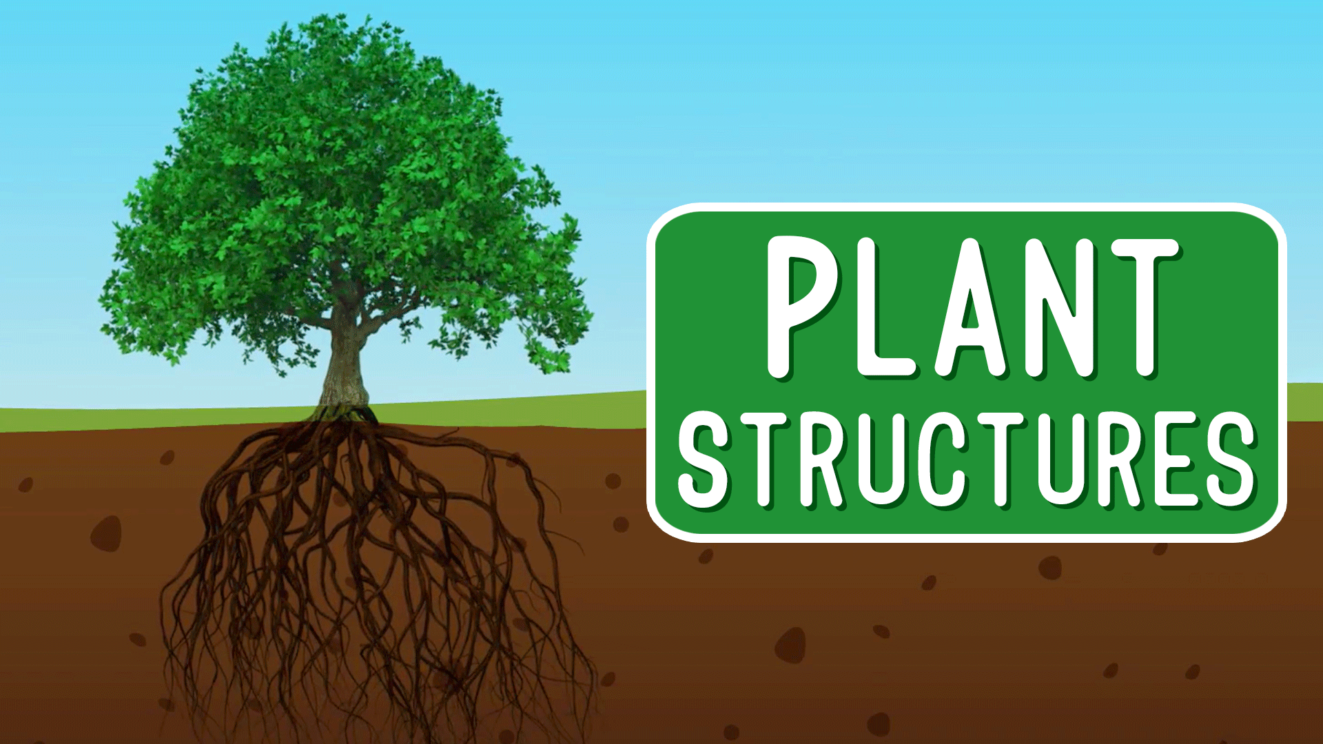 Plant Parts and Structures | ClickView