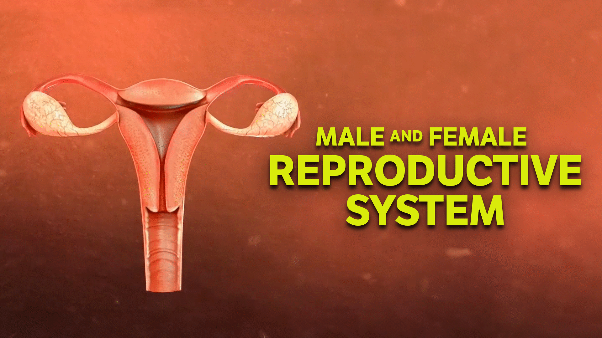Human Reproduction - The Male and Female Reproductive System - ClickView