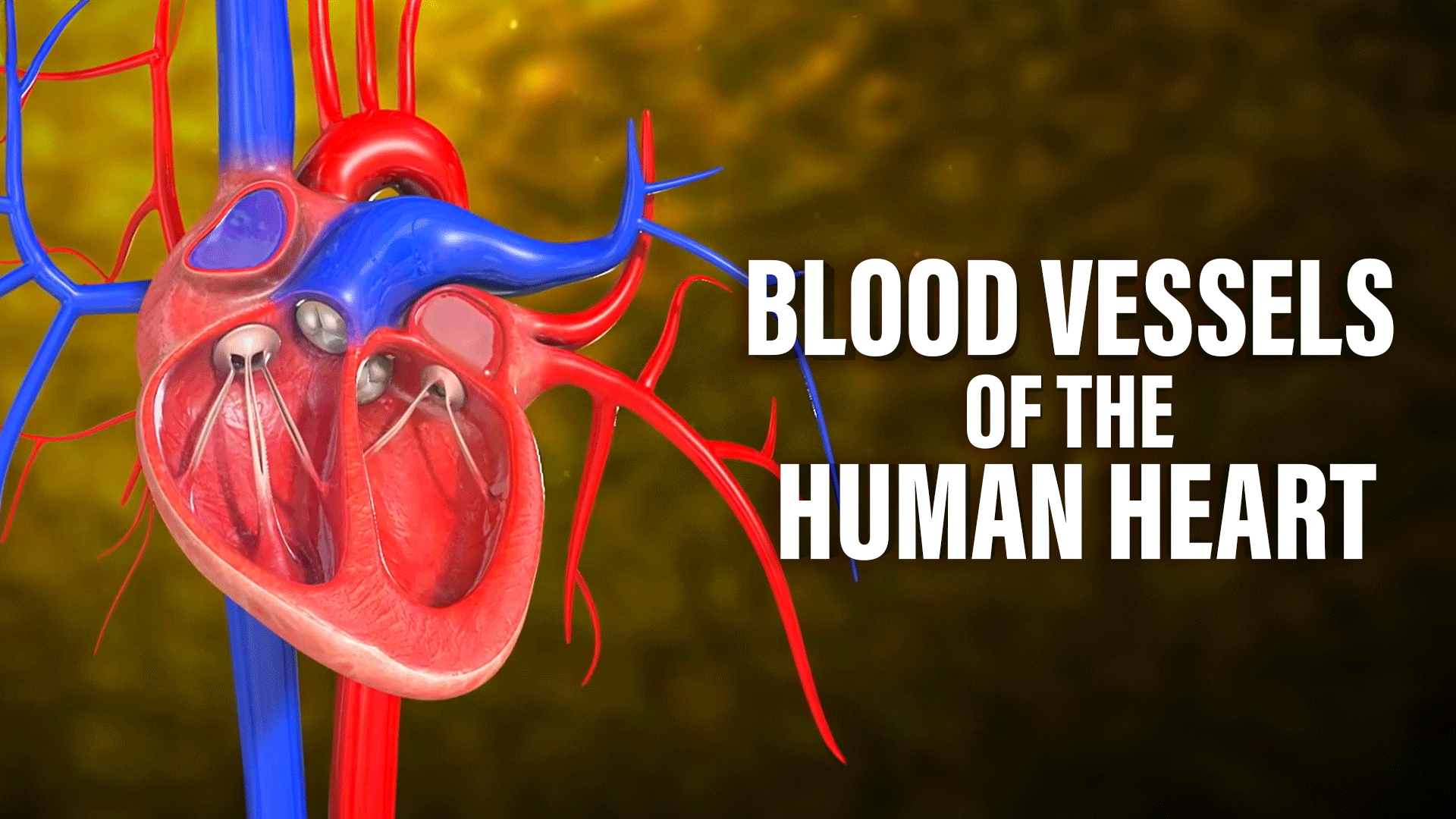 The Major Blood Vessels of the Human Heart | ClickView