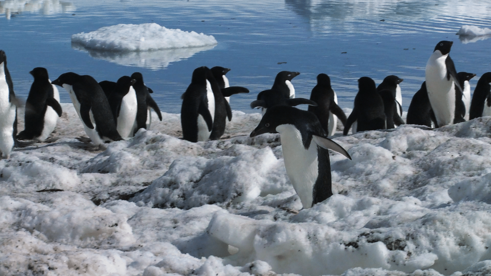 Antarctica Video & Resources | ClickView