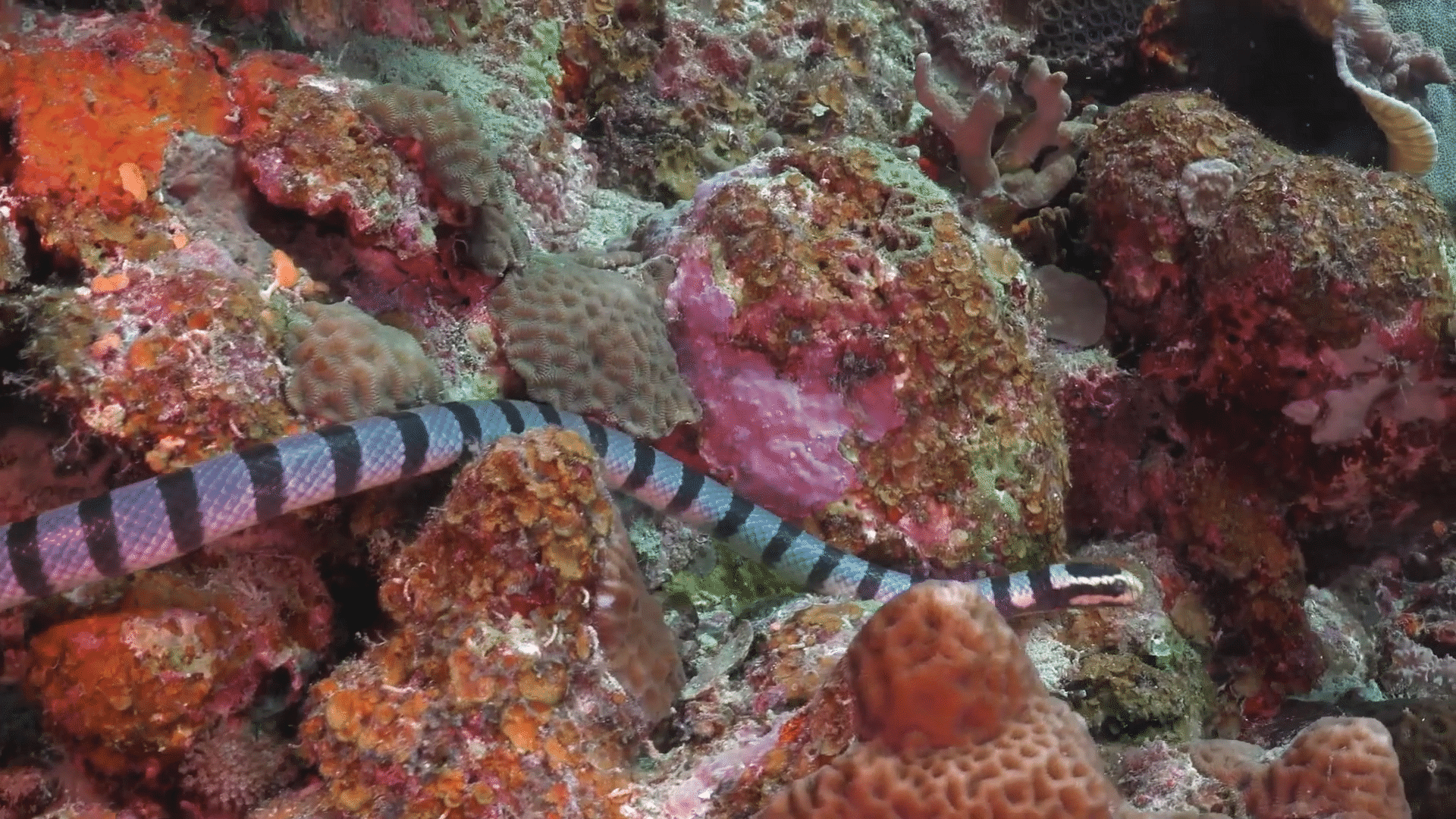 Story 1: Snake Training Video & Resources | ClickView