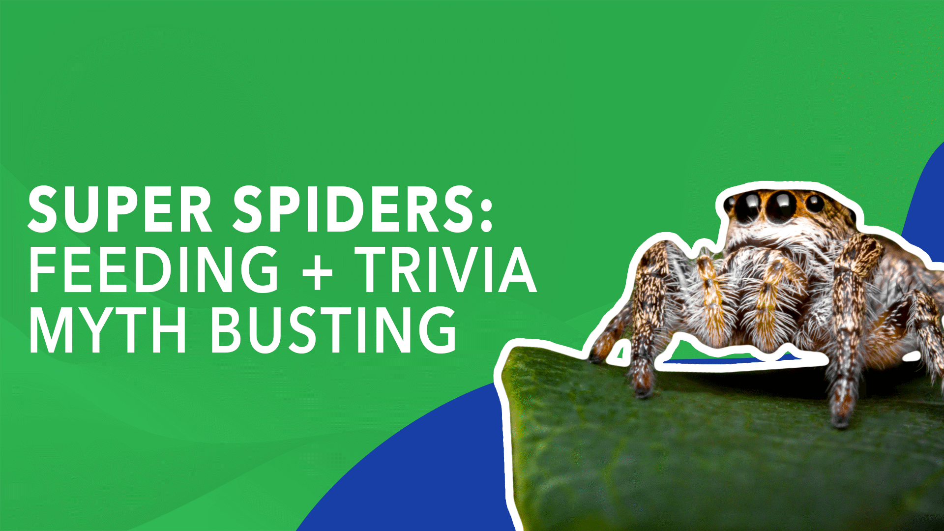 Super Spiders: Feeding + Trivia Myth Busting | Streamable Learning