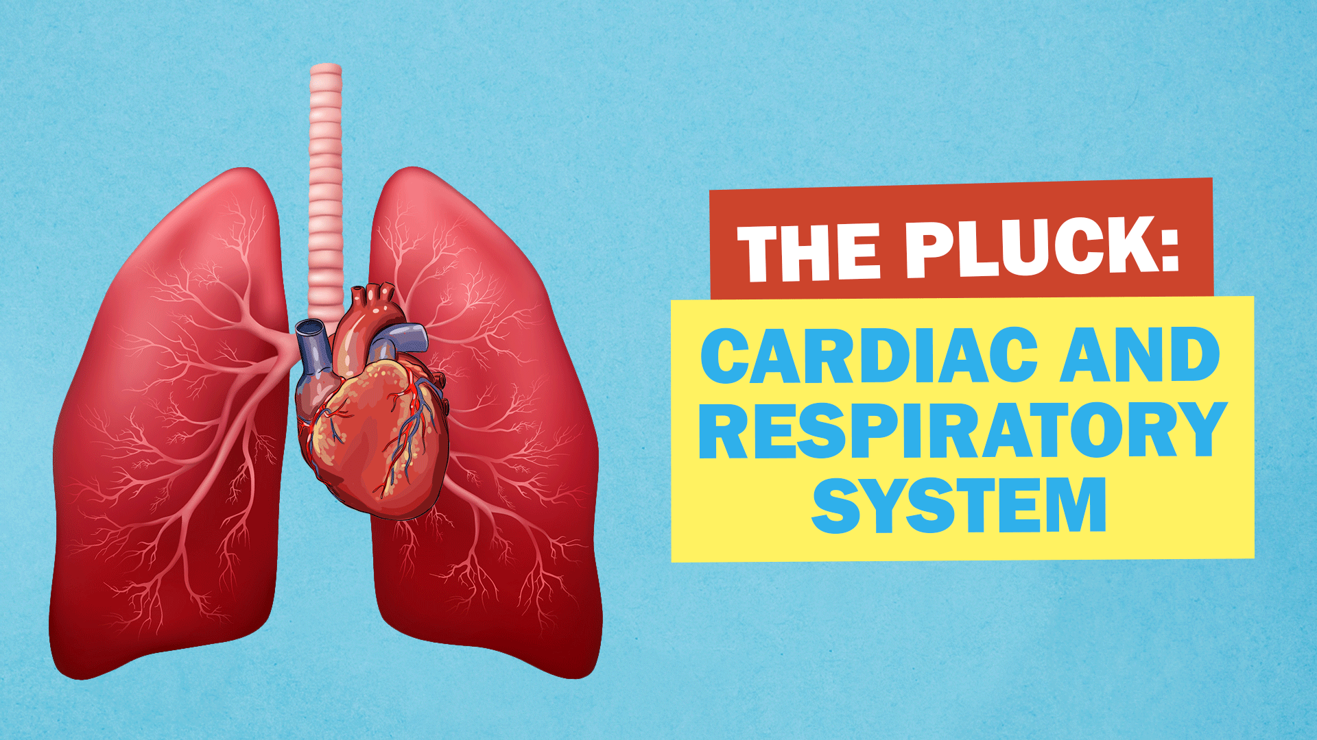 The Pluck: Cardiac and Respiratory System | ClickView
