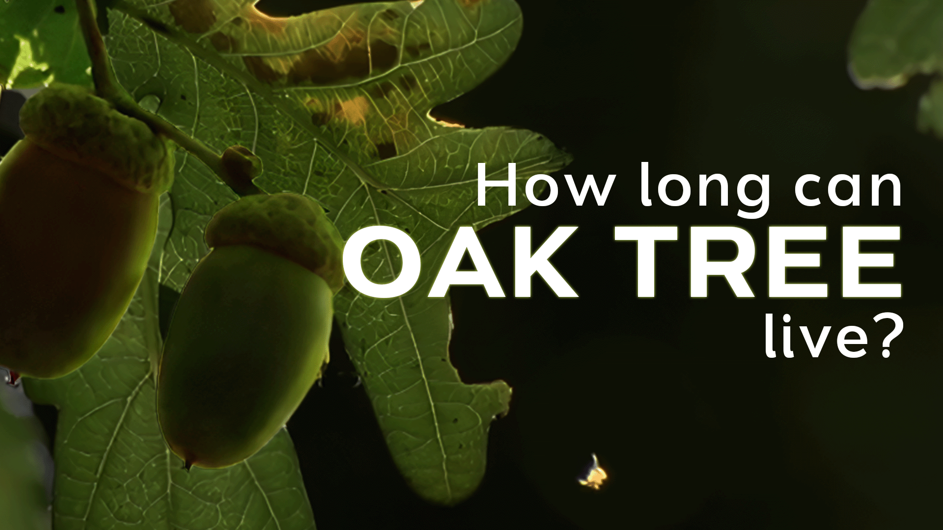 Life Cycle of an Oak Tree Video & Resources | ClickView