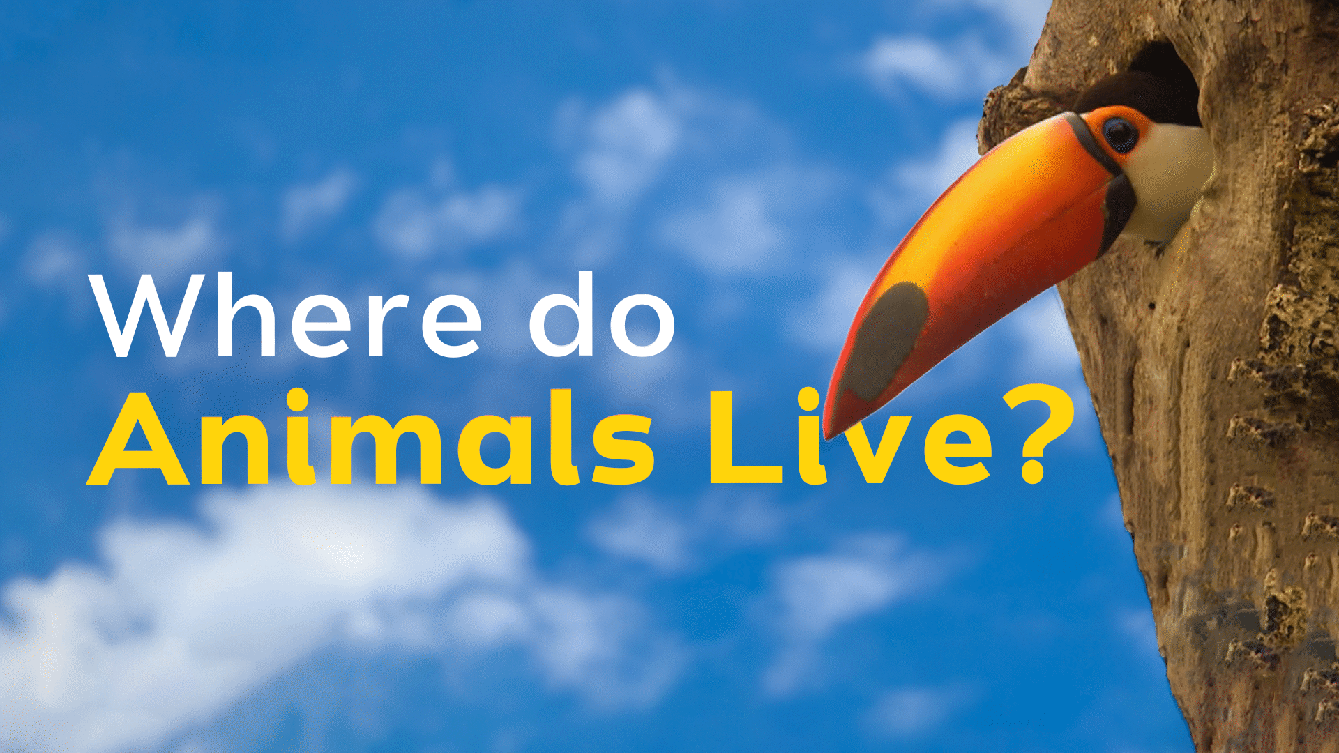 Where Do Animals Live? Video & Resources | ClickView
