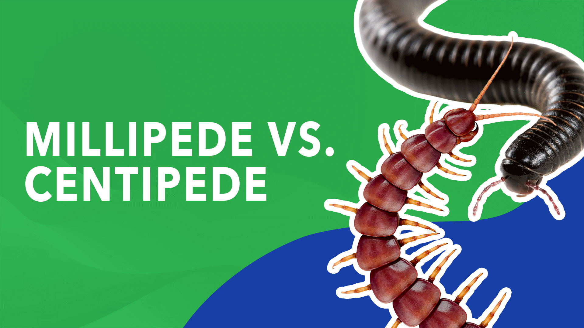 The Montana Natural History Museum presents Millipede vs. Centipede ...