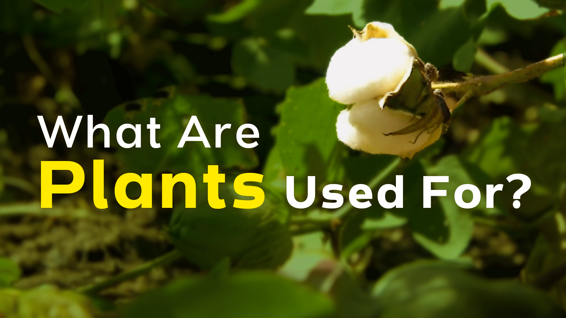 What Are Plants Used For? Video & Resources | ClickView