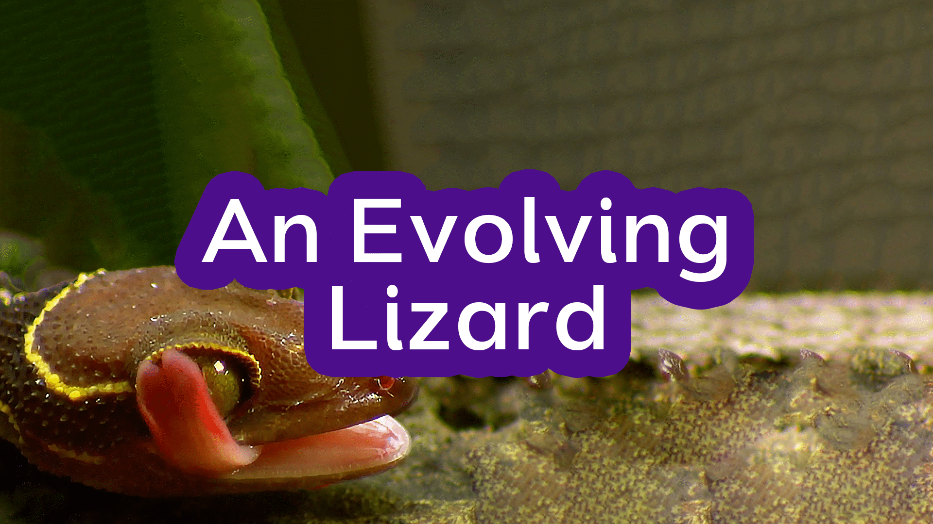 Living Things in Their Environments: Evolution | ClickView