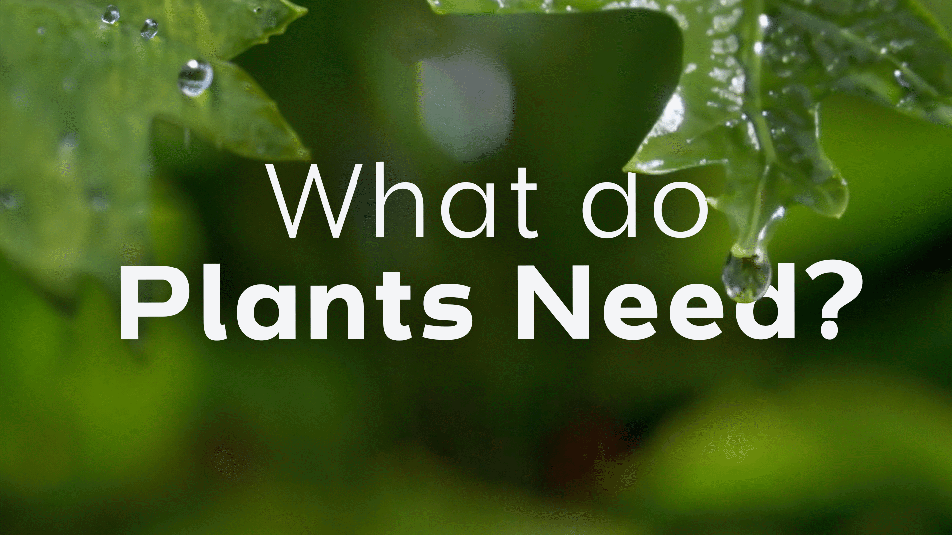 What Do Plants Need? Video & Resources | ClickView