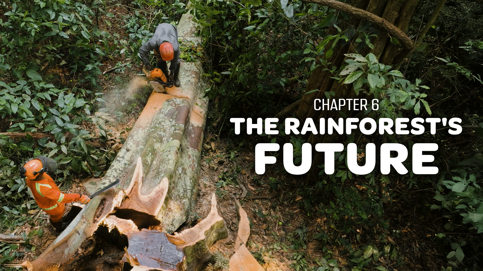 Visit the Amazon Rainforest! | ClickView