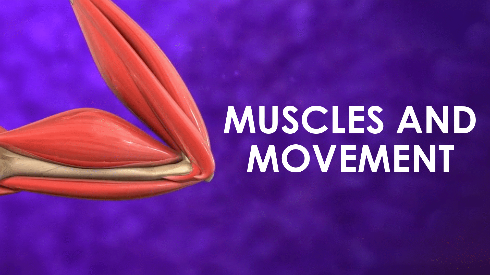 Muscles and Movement Video & Resources | ClickView