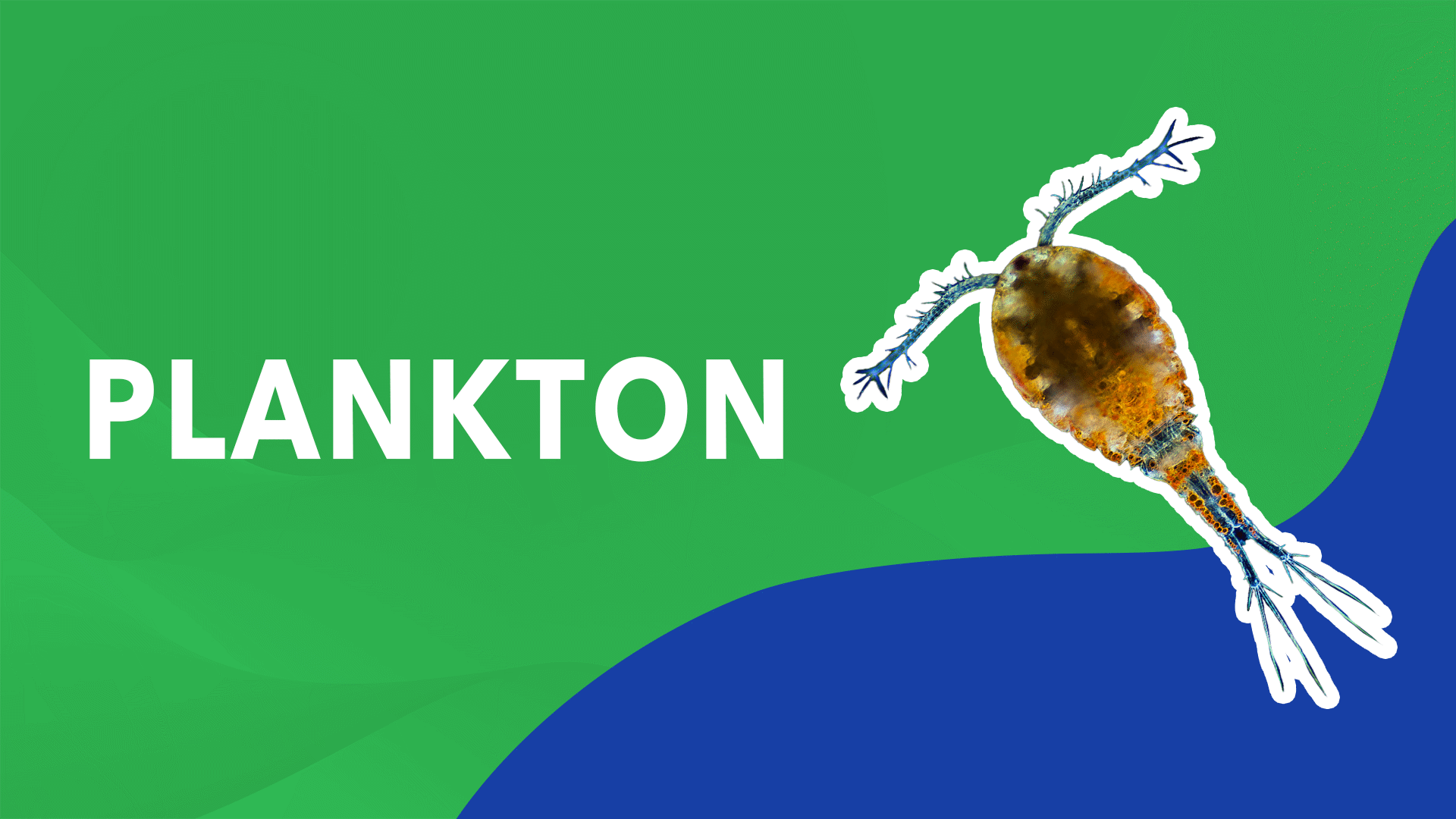 Plankton Recording | Streamable Learning