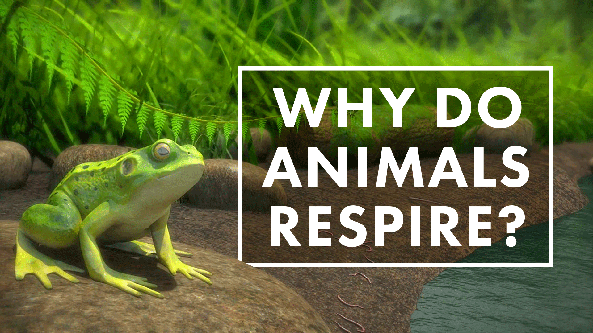 Respiration Videos & Resources | ClickView