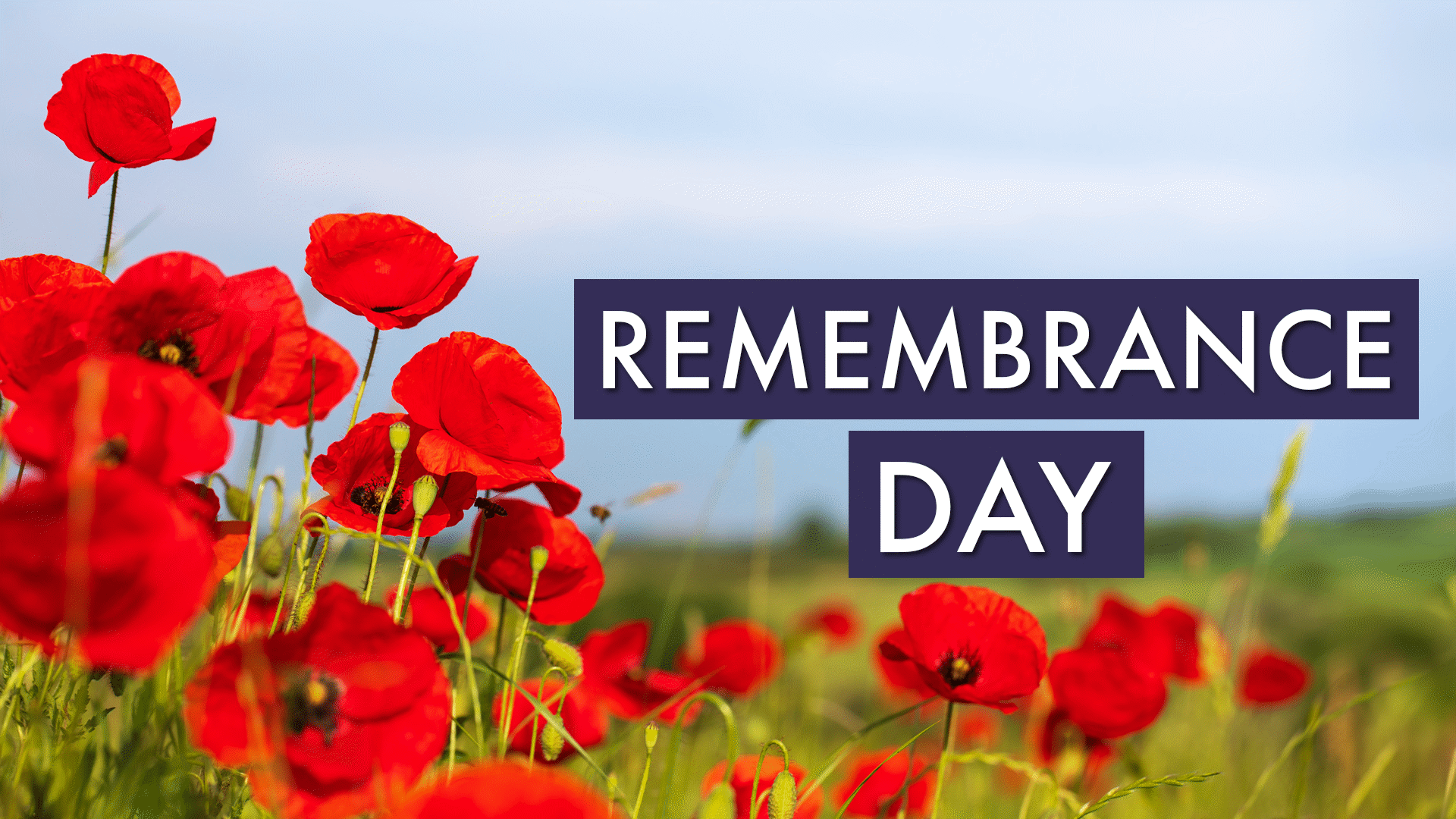 Remembrance Day - 07/11/2023 Video & Resources | ClickView