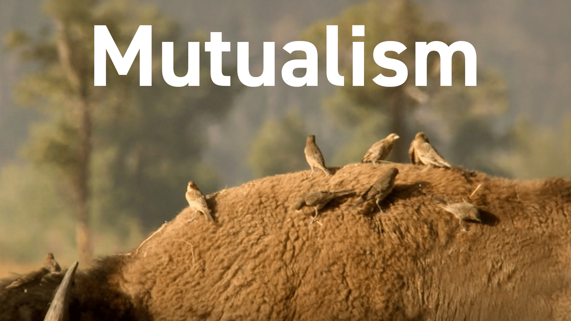 Ecosystems: Food Chains Videos & Resources | ClickView