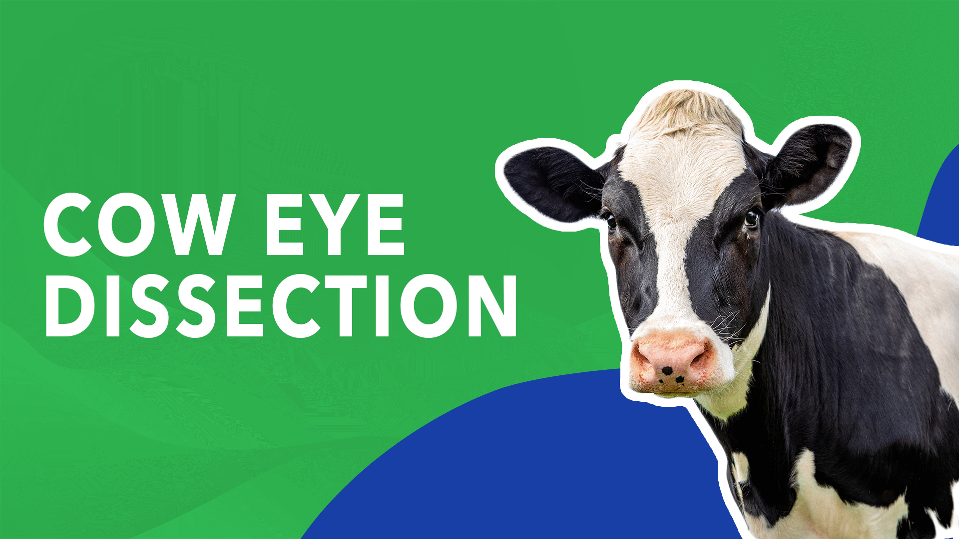 Science Museum of Virginia presents Cow Eye Dissection | Streamable ...