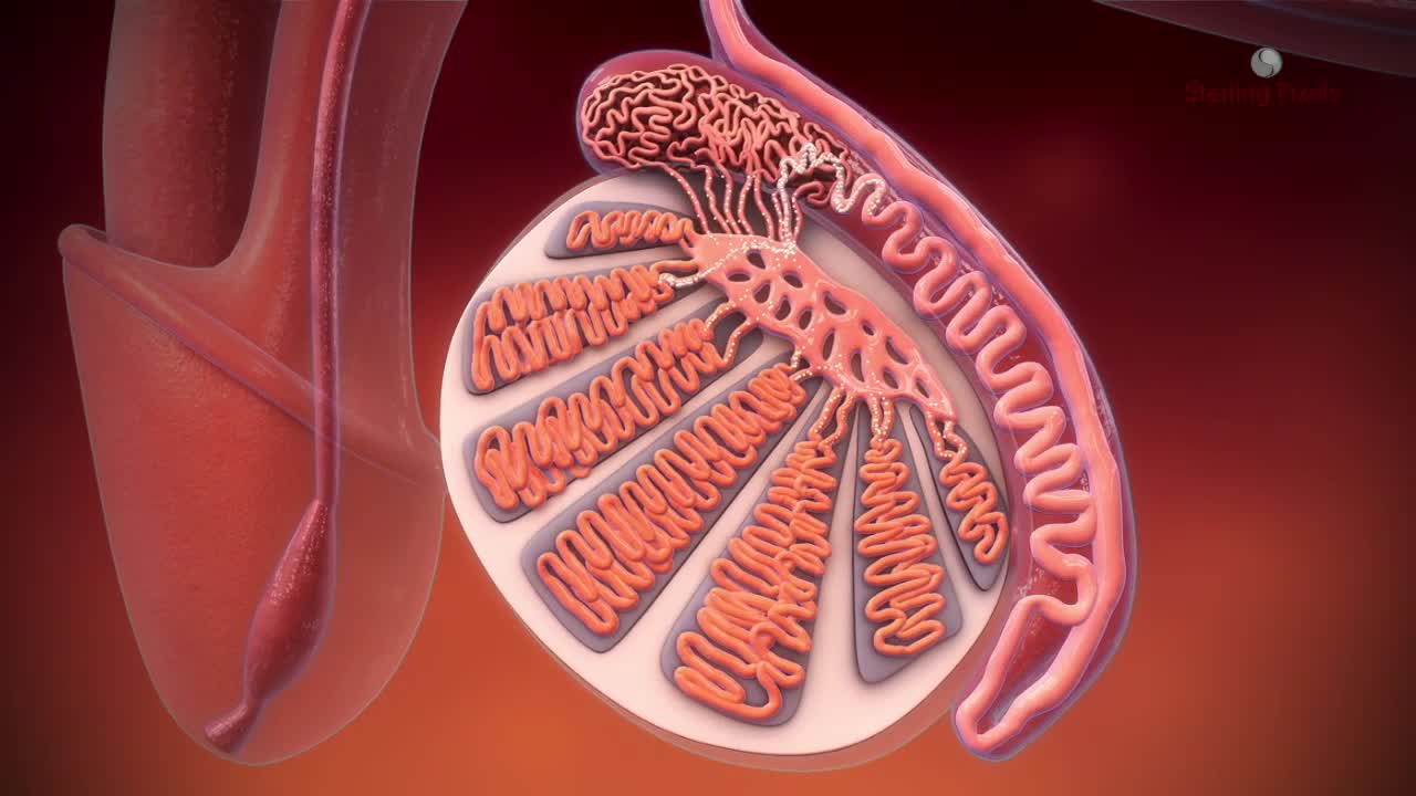 The Anatomy of the Testes and the Formation of Semen | ClickView