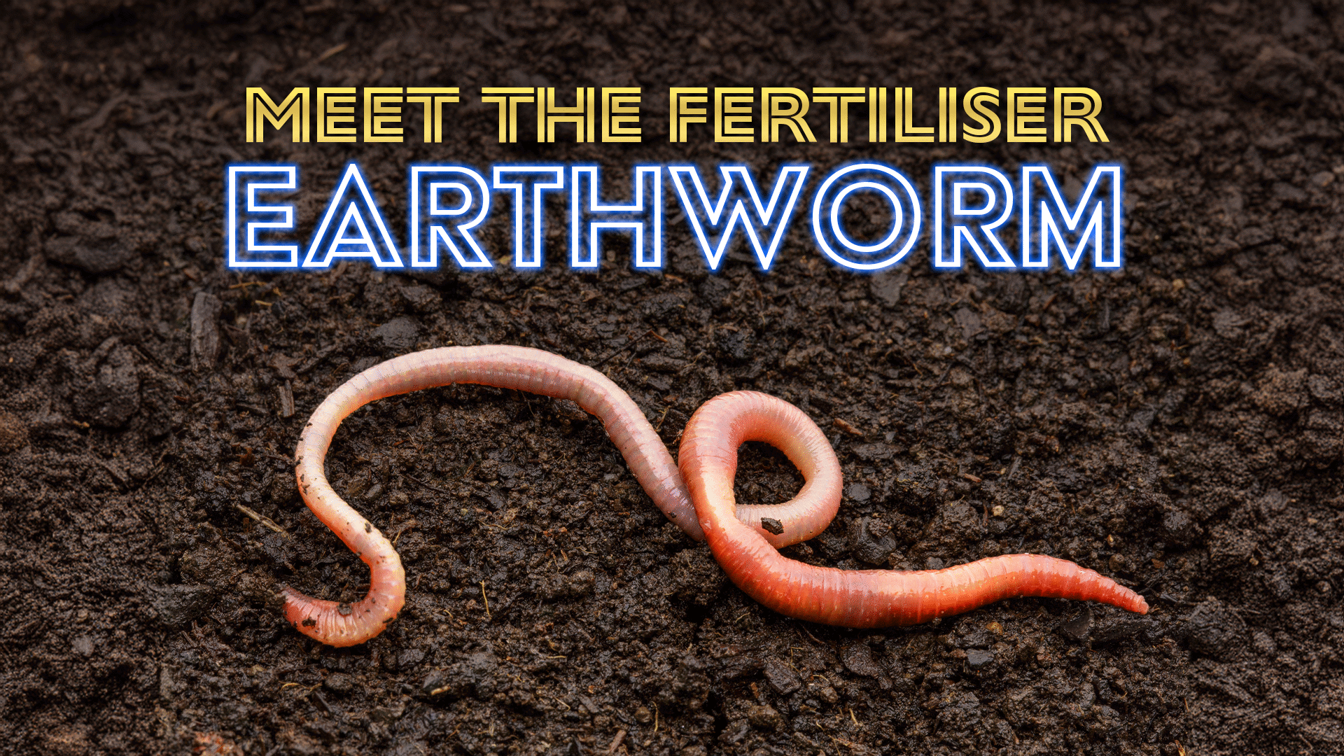 Meet the Fertiliser: Earthworm Video & Resources | ClickView