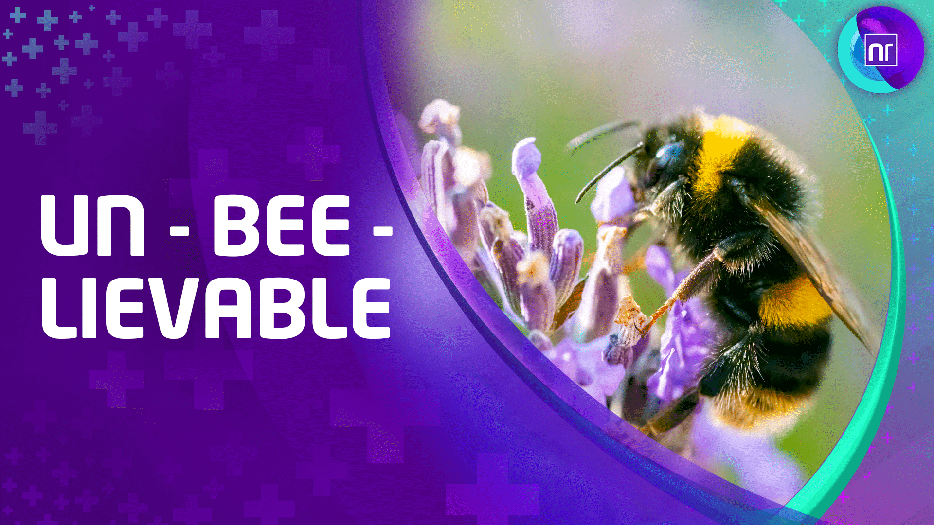 World Bee Day: These Insects Are Un-Bee-Lievable | ClickView