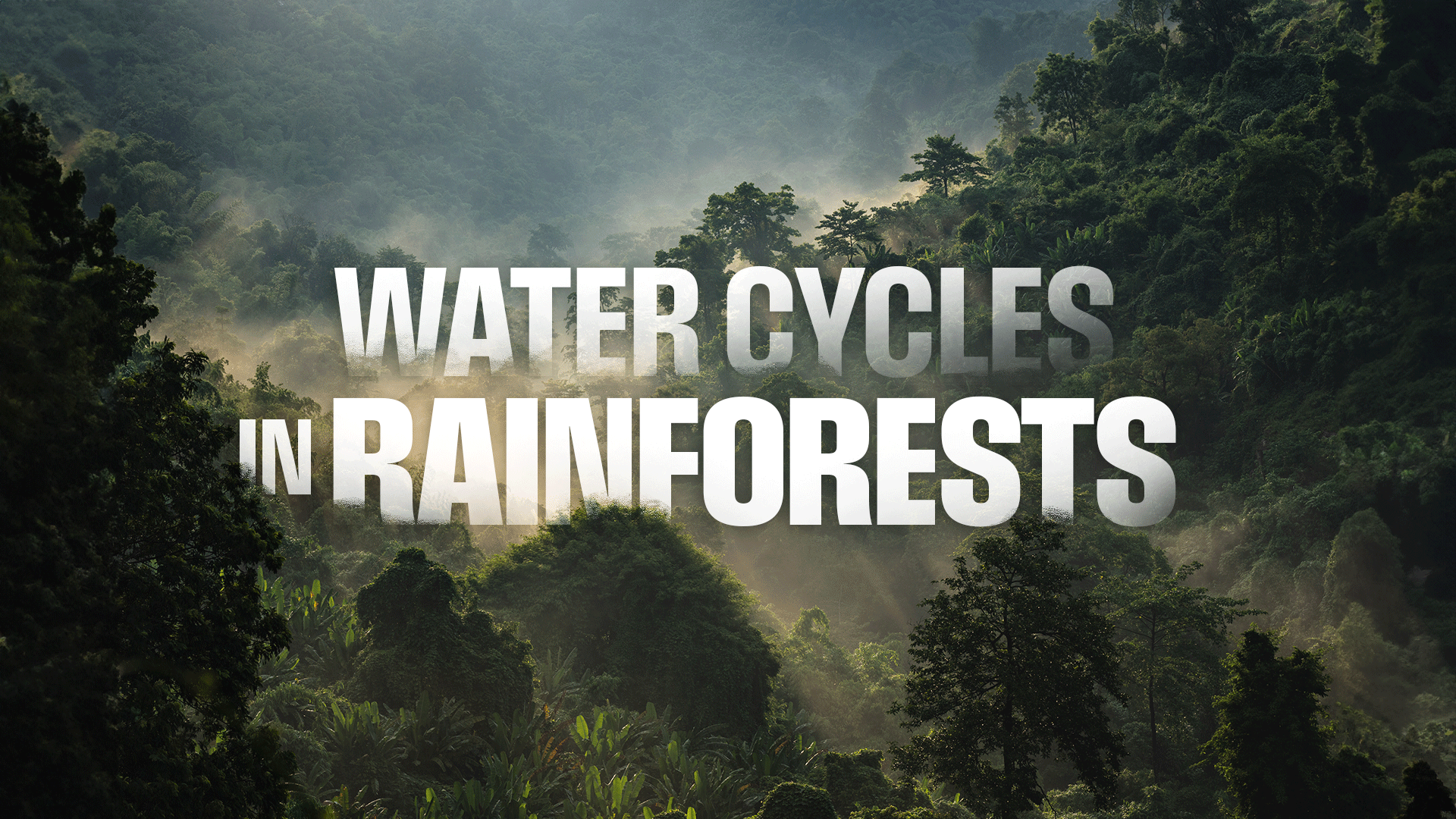 Carbon and Water Cycles in Tropical Rainforests | ClickView