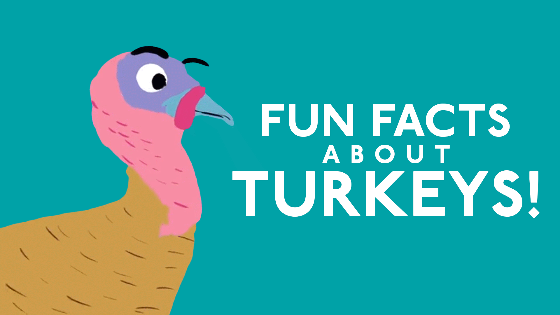 Fun Facts About Turkeys! Video & Resources | ClickView