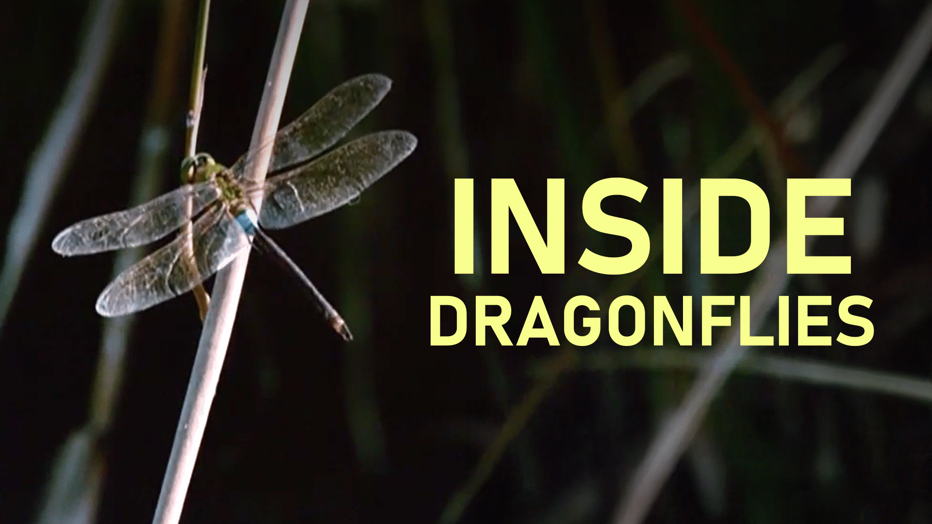 Dragonfly Video & Resources | ClickView