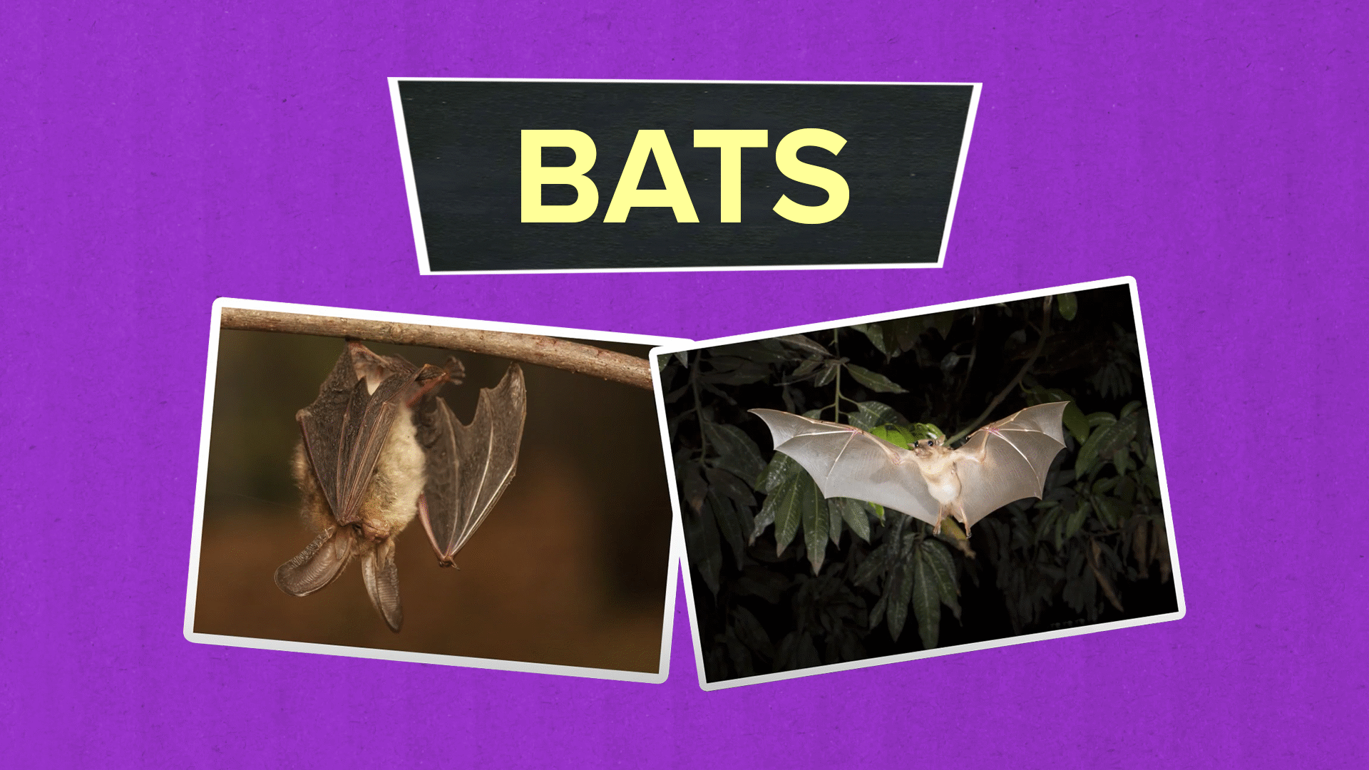 Three Fun Facts about Bats! Video & Resources | ClickView