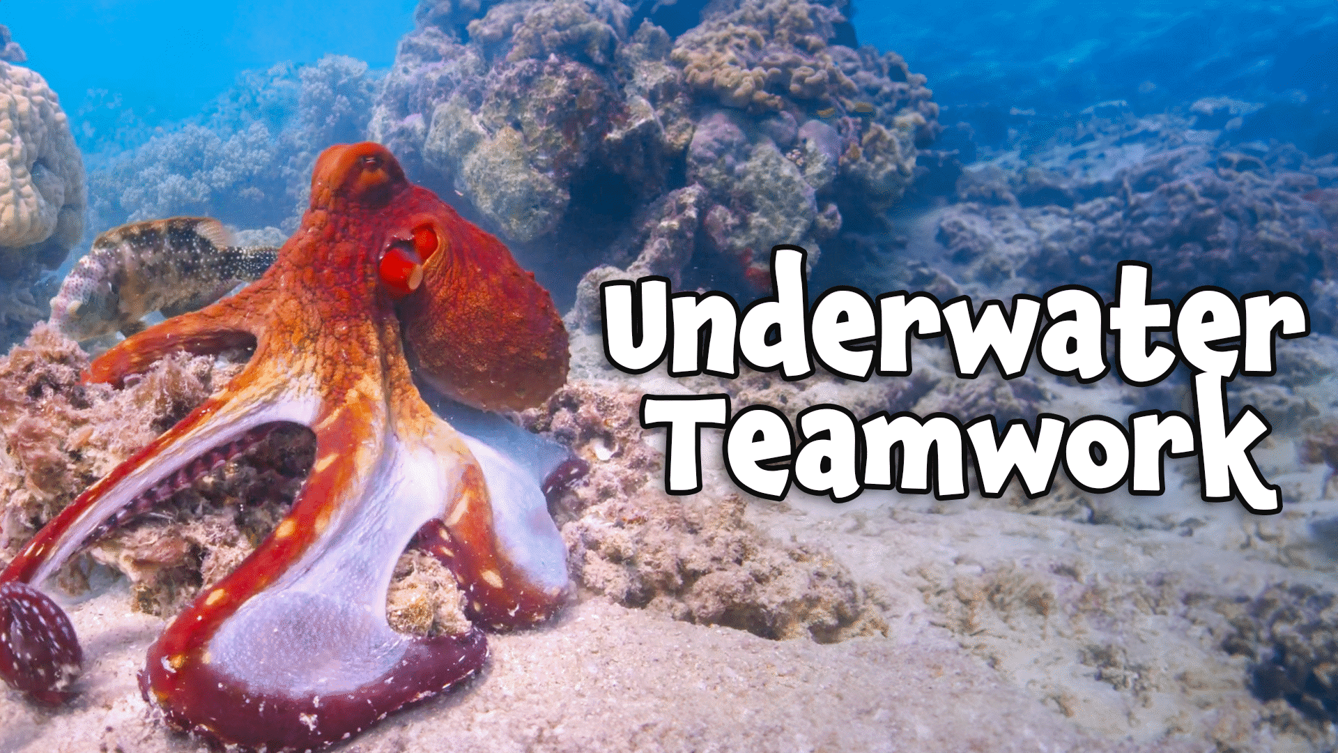 Blue Planet II: Coral Reefs (Clips) | ClickView