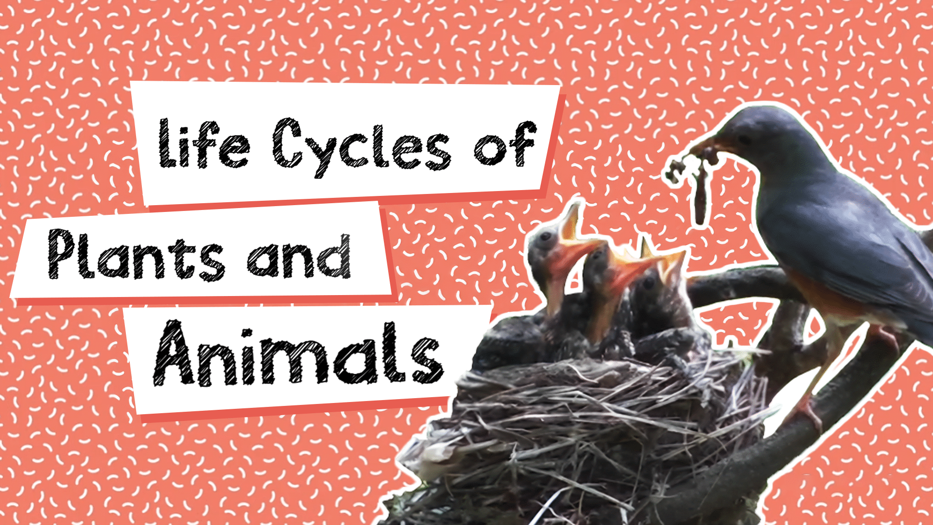 What Is a Life Cycle? Video & Resources | ClickView