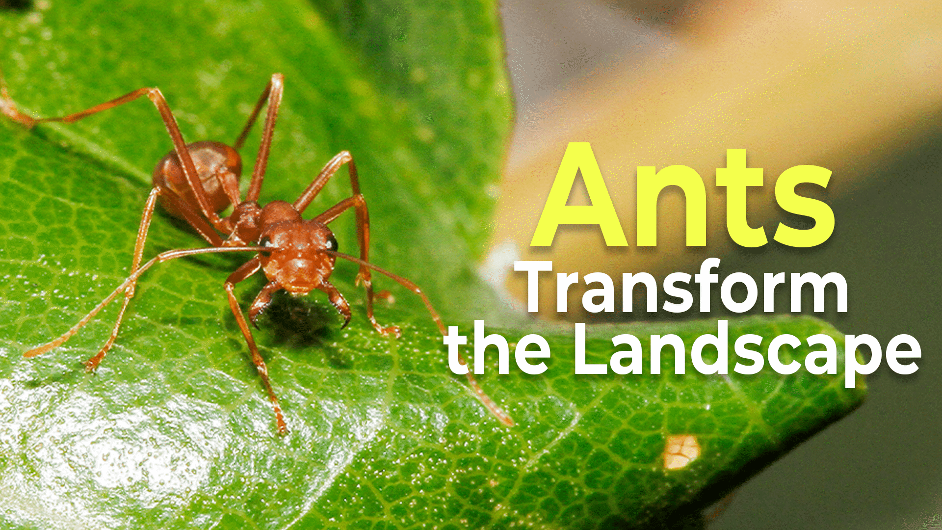 The Pampas Grass Cutter Ants Video & Resources | ClickView