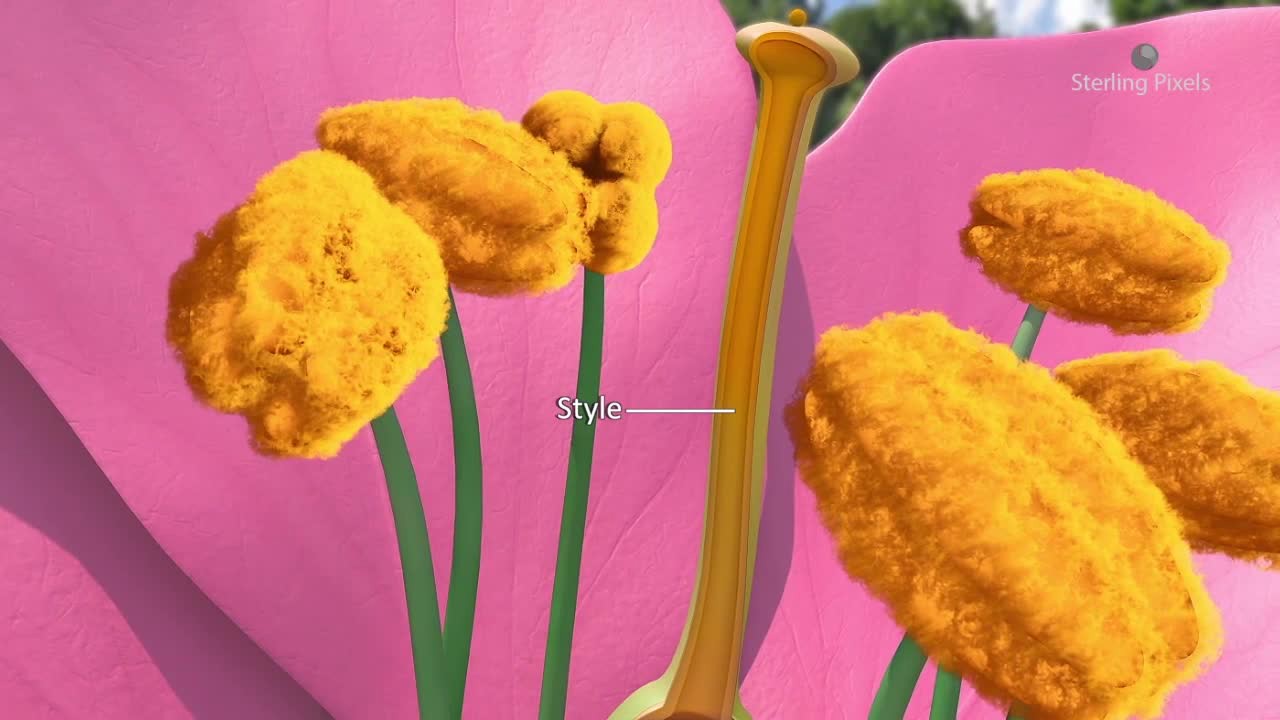 Structure of a Typical Flower Video & Resources | ClickView