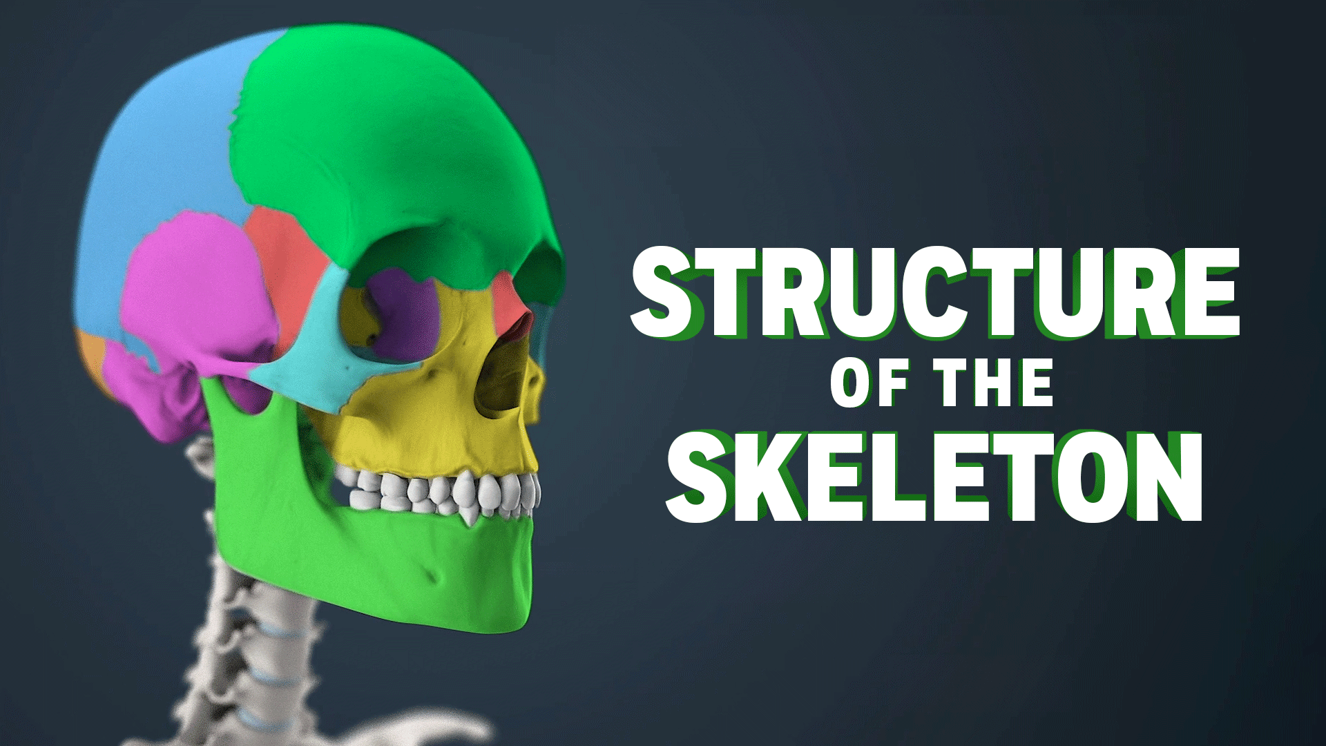 Structure of the Skeleton Video & Resources | ClickView